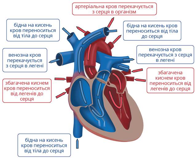 Як працює серцево-судинна система? - Пізнаємо природу. 5 клас. Біос