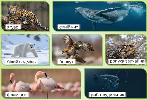 Для чого та як живляться і дихають тварини - Пізнаємо природу. 5 клас ...