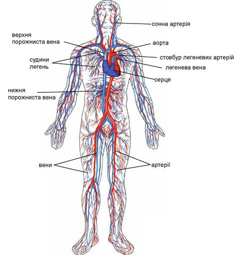 Серце: його будова та функції - Підручник з Біології. 8 клас. Матяш ...