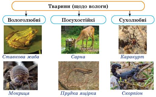 Тварини та їхня пристосованість до умов життя - Пізнаємо природу. 5 ...