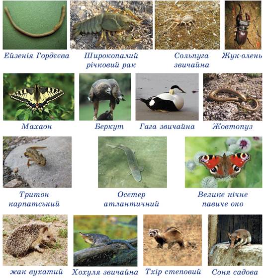 Збереження різноманіття тваринного світу - Пізнаємо природу. 5 клас. Мідак