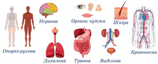 Системи органів людини та їхня взаємодія - Пізнаємо природу. 5 клас. Мідак